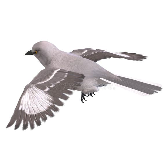 Northern Mockingbird. 3D Rendering with Clipping Stock Illustration ...