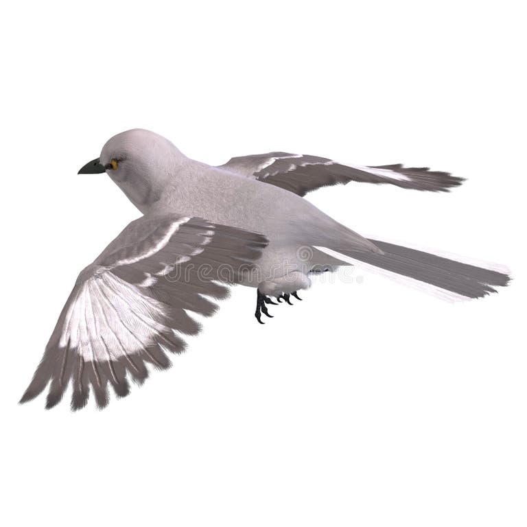 Northern Mockingbird. 3D Rendering with Clipping Stock Illustration ...