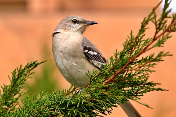 Northern Mockingbird Life Cycle Stock Photos - Free & Royalty-Free ...