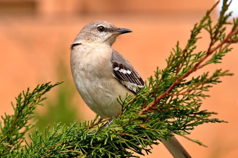 Northern Mockingbird Life Cycle Stock Photos - Free & Royalty-Free ...