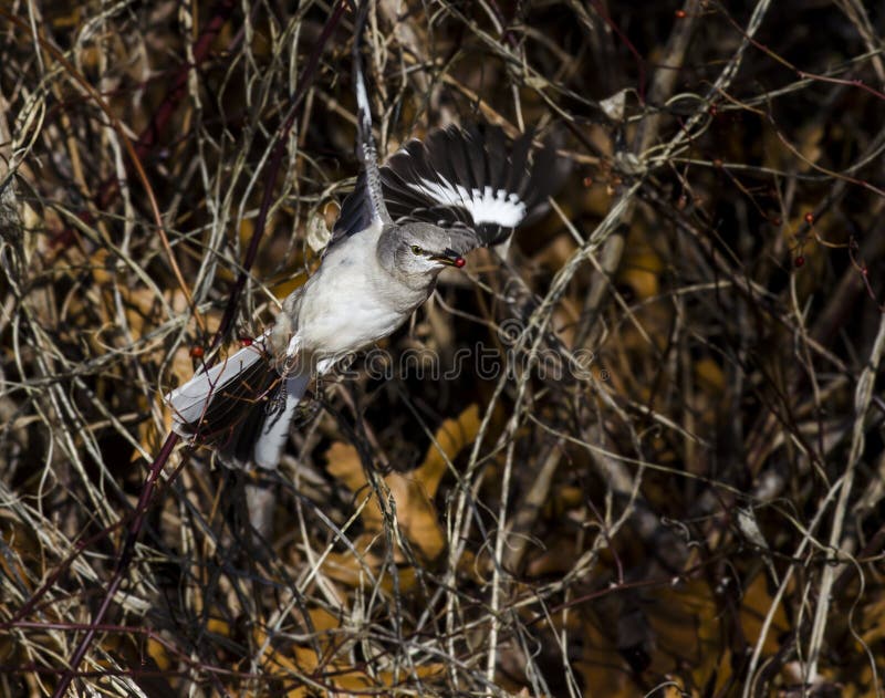 Northern Mockingbird with Berry Stock Photo - Image of animal, bird ...