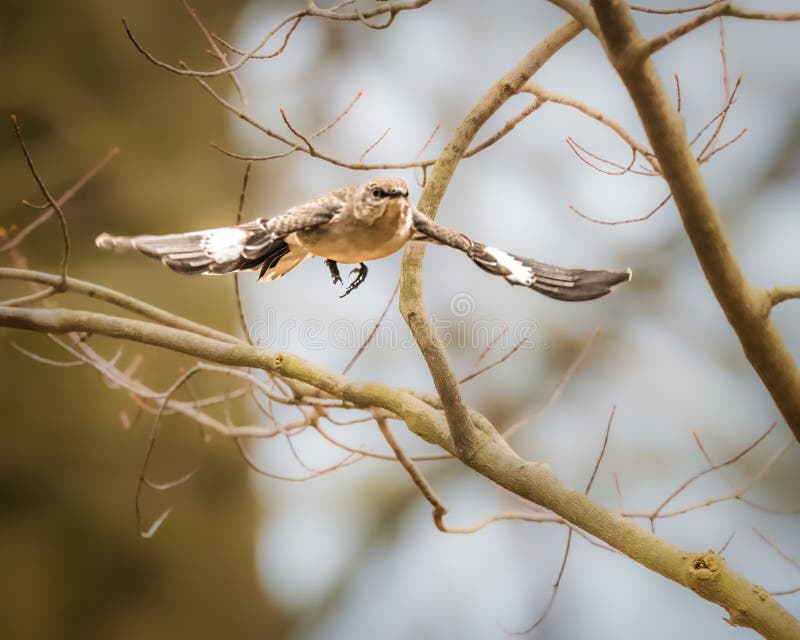 Northern Mockingbird stock photo. Image of close, background - 366115214