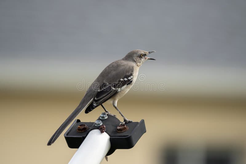 A Northern Mockingbird Bird Perched on a Fence Pole Stock Image - Image ...