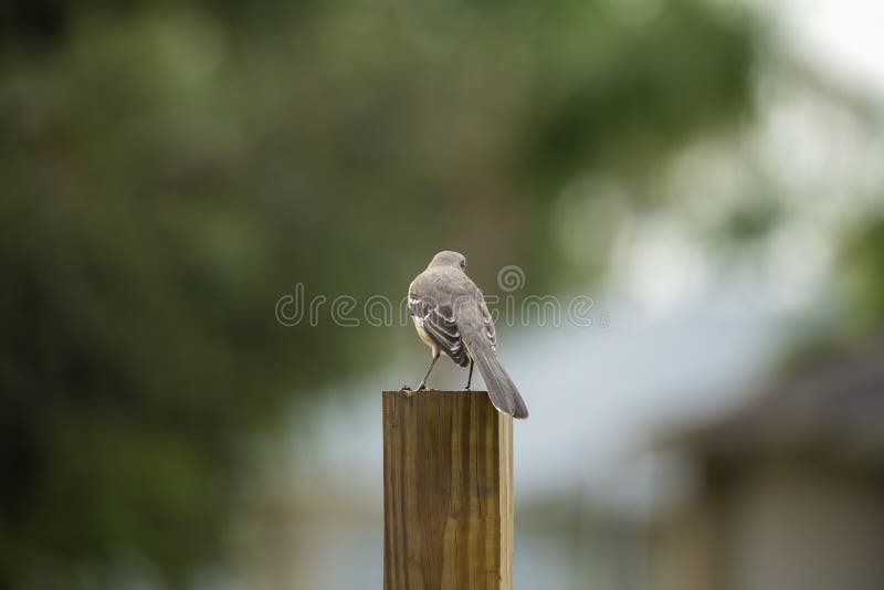 A Northern Mockingbird Bird Perched on a Fence Pole Stock Image - Image ...