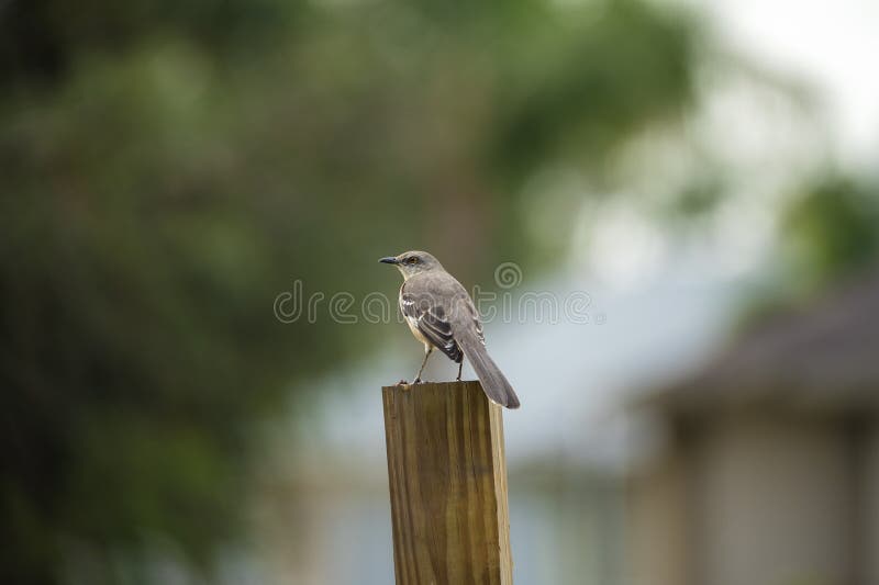 A Northern Mockingbird Bird Perched on a Fence Pole Stock Photo - Image ...