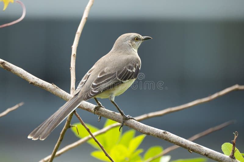 A Northern Mockingbird Bird Perched on a Tree Branch Stock Photo ...