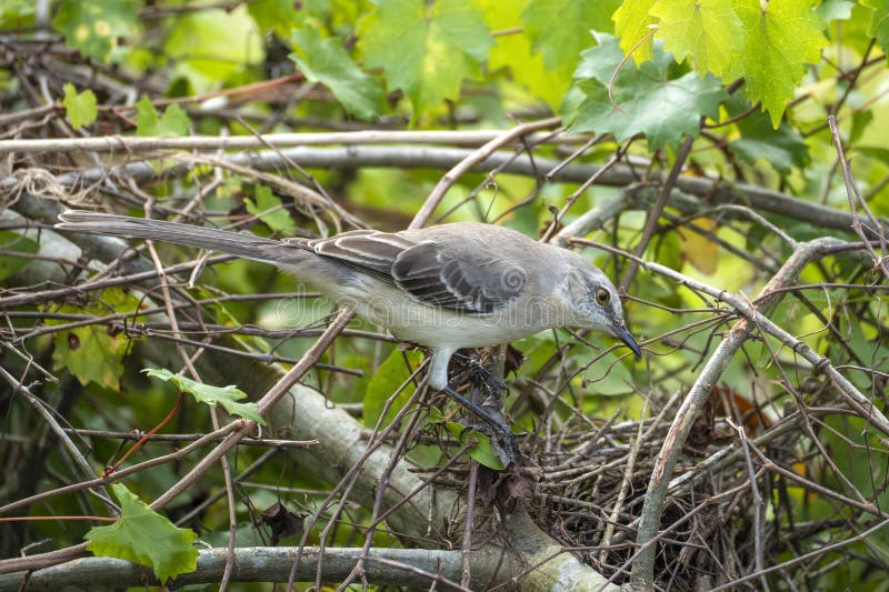 A Northern Mockingbird Bird Perched on a Tree Branch Stock Photo ...