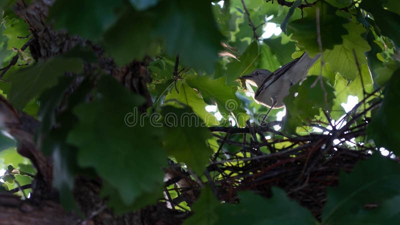Northern Mockingbird Caught Grasshopper To Eat Stock Photo - Image of ...