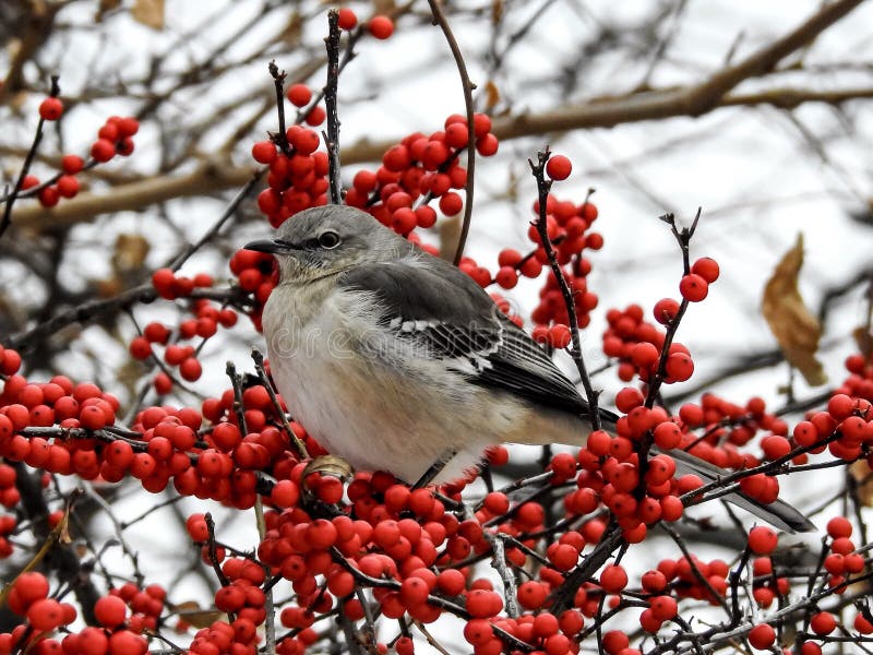 Northern mockingbird stock image. Image of plumage, fauna - 109318245