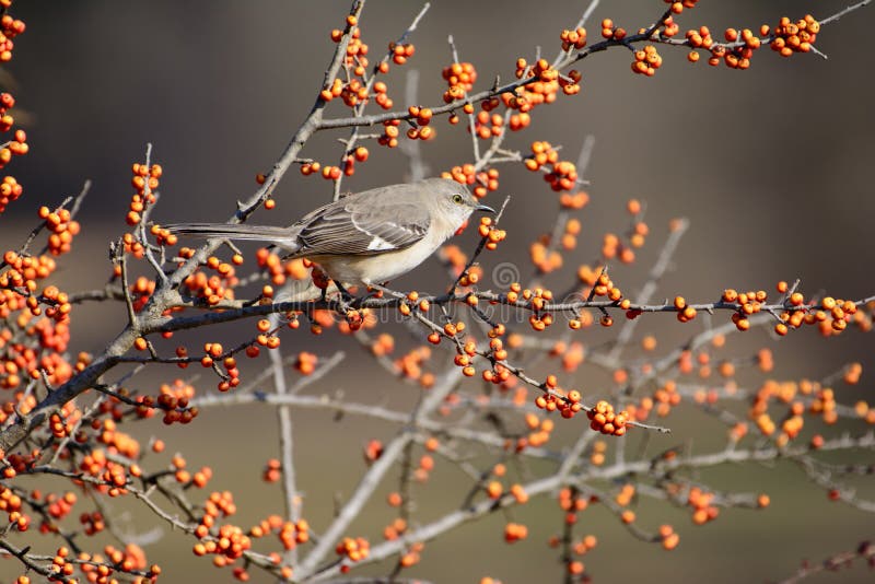 Northern Mockingbird Eating Berries Stock Image - Image of eyes ...