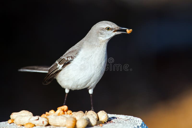 Northern Mockingbird stock photo. Image of birder, songbird - 51008968