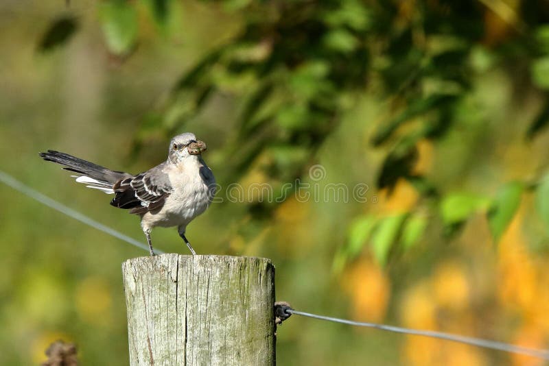 Northern Mockingbird with Large Grub Stock Photo - Image of meadow ...