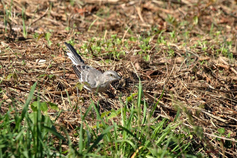 Northern Mockingbird with Large Grub Stock Photo - Image of grub ...