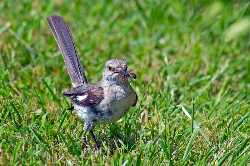 Northern Mockingbird stock image. Image of northern, mimus - 31299479