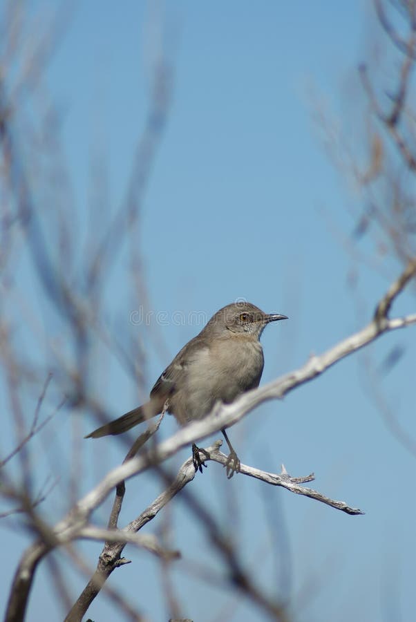 Northern Mockingbird stock image. Image of branch, animal - 274808689