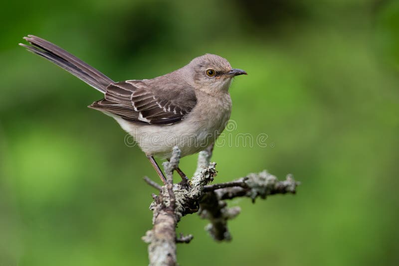 A Northern Mockingbird stock photo. Image of early, brush - 278868976
