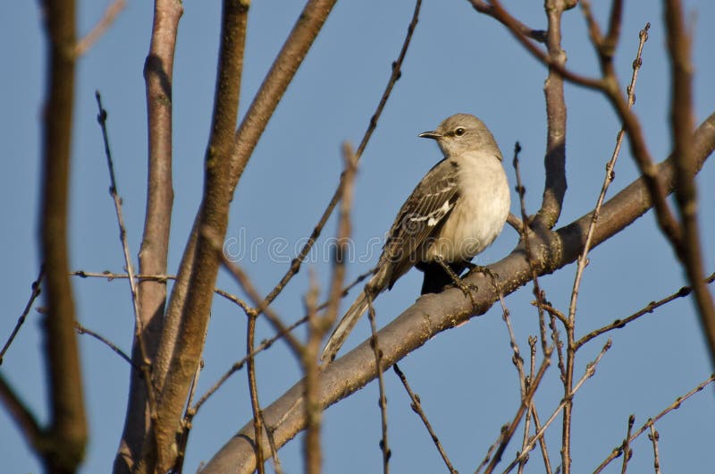 Northern Mockingbird Perched on a Branch Stock Image - Image of gray ...