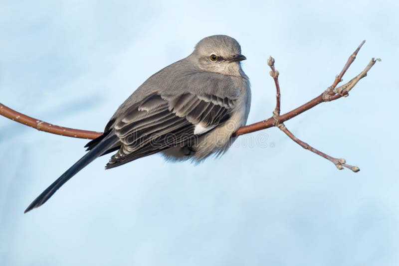Northern Mockingbird - Mimus Polyglottos Stock Photo - Image of feather ...