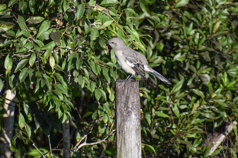 Northern Mockingbird Perched on a Post Stock Photo - Image of brown ...