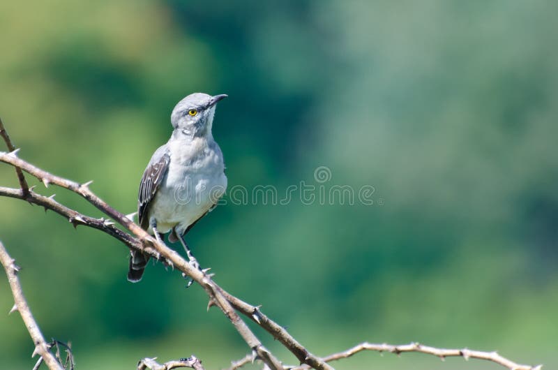 Northern Mockingbird Perched in a Tree Stock Photo - Image of wild ...