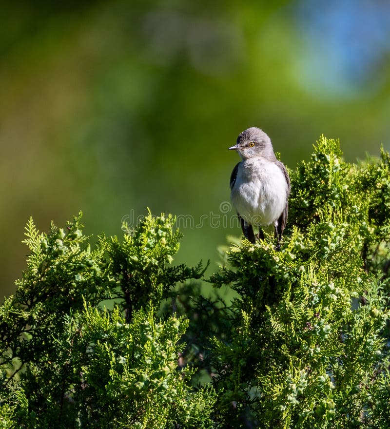 Northern Mockingbird Perched in Tree Stock Photo - Image of mockingbird ...