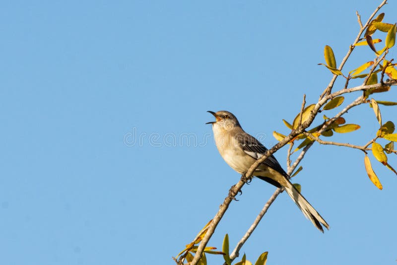 Northern Mockingbird stock photo. Image of fauna, tree - 209241014