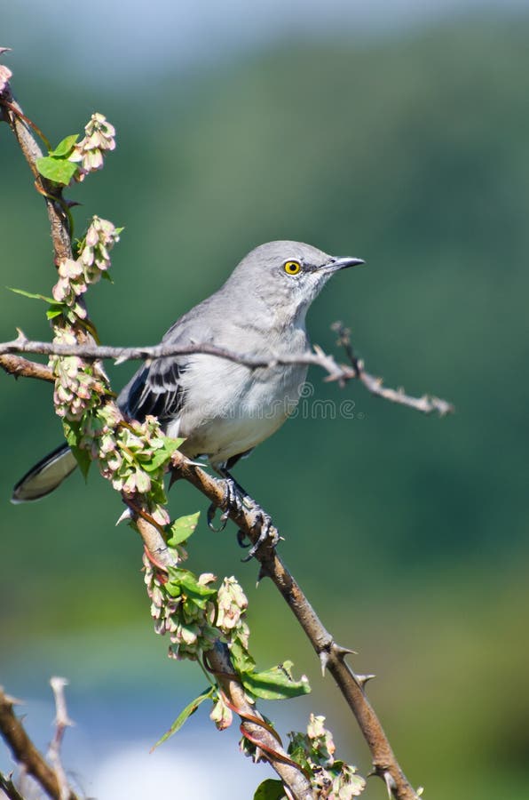 Northern Mockingbird Perched in a Tree Stock Photo - Image of america ...