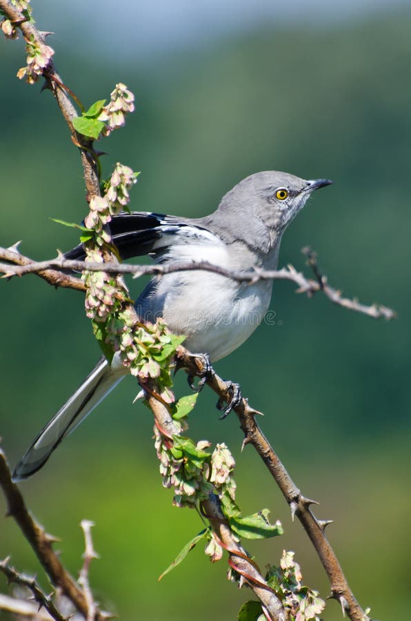 Northern Mockingbird Perched in a Tree Stock Photo - Image of ...