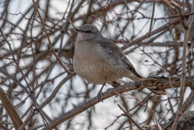 Northern Mockingbird Perching on Tree or Bush Branch Stock Image ...