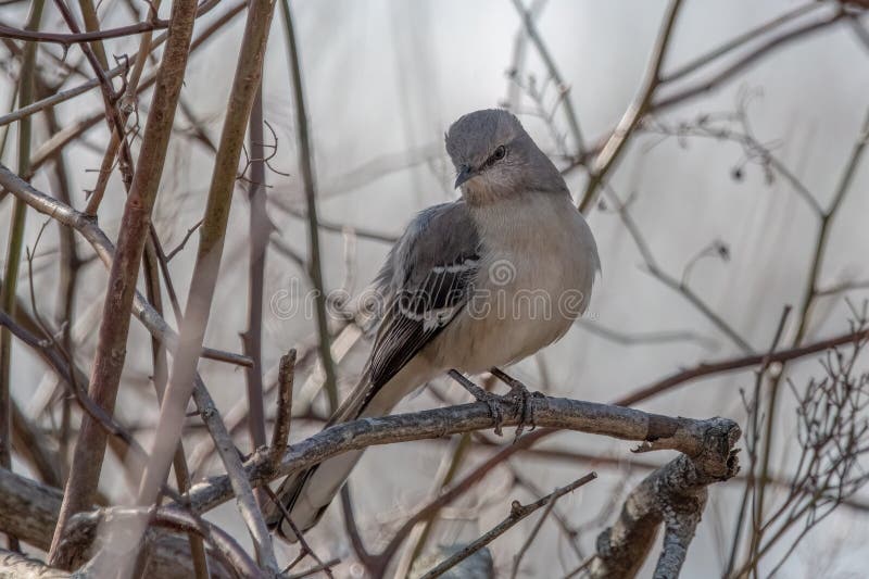 Northern Mockingbird Perching on Tree or Bush Branch Stock Photo ...