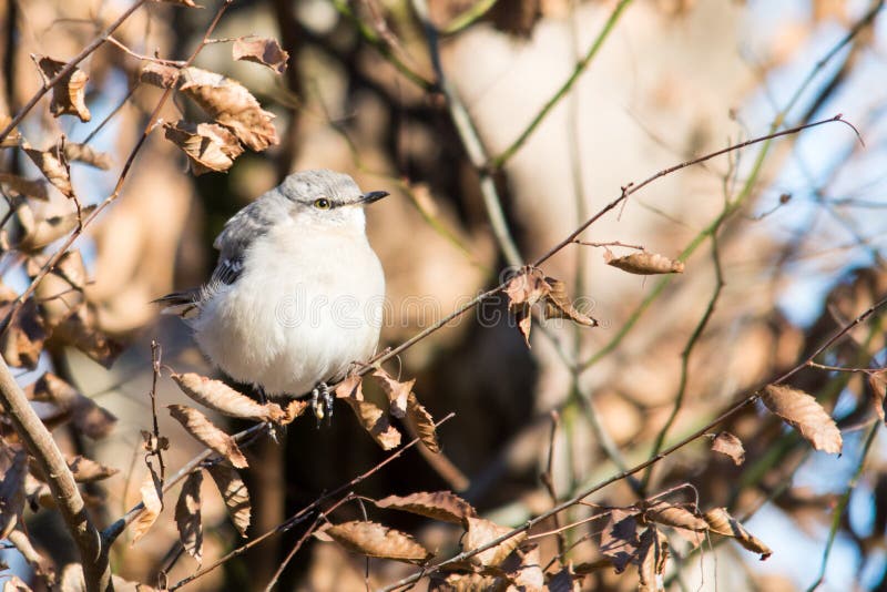 Northern Mockingbird stock image. Image of bird, northern - 40141249