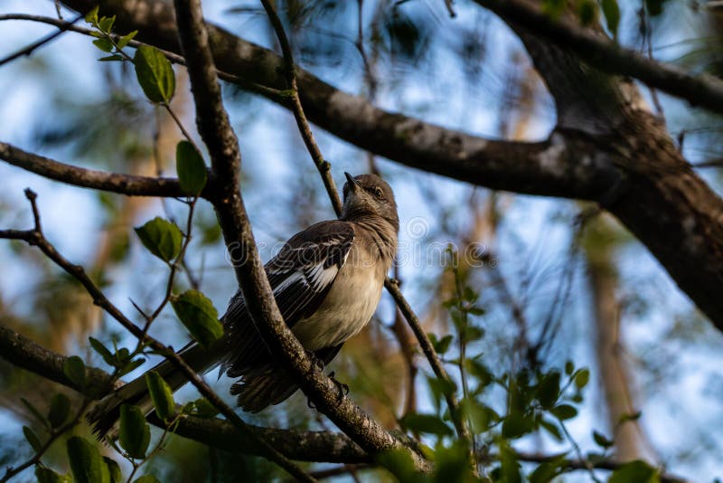 Northern Mockingbird Resting in a Tree Stock Photo - Image of ...