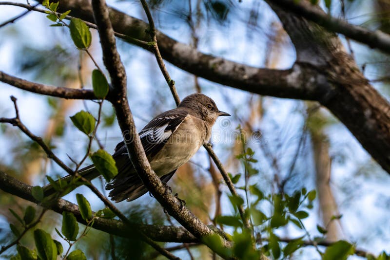 Northern Mockingbird Resting in a Tree Stock Image - Image of beak ...