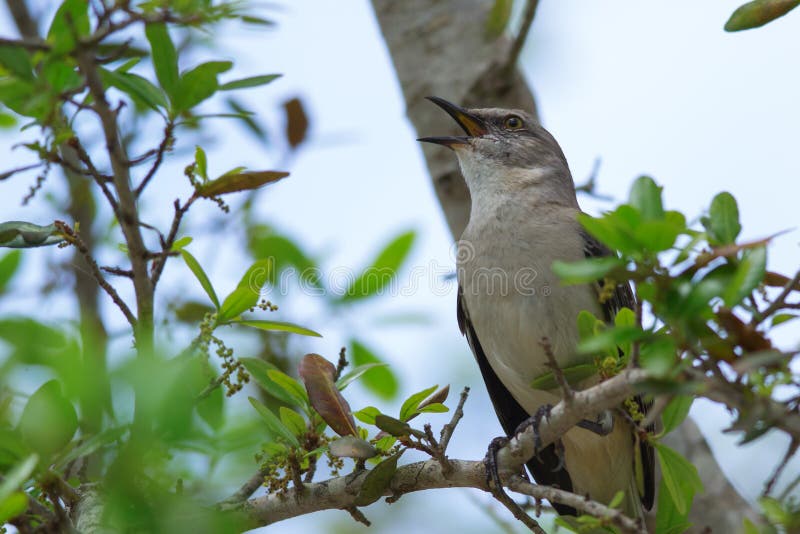 Northern Mocking Bird (Mimus Polyglottos) Stock Photo - Image of tree ...