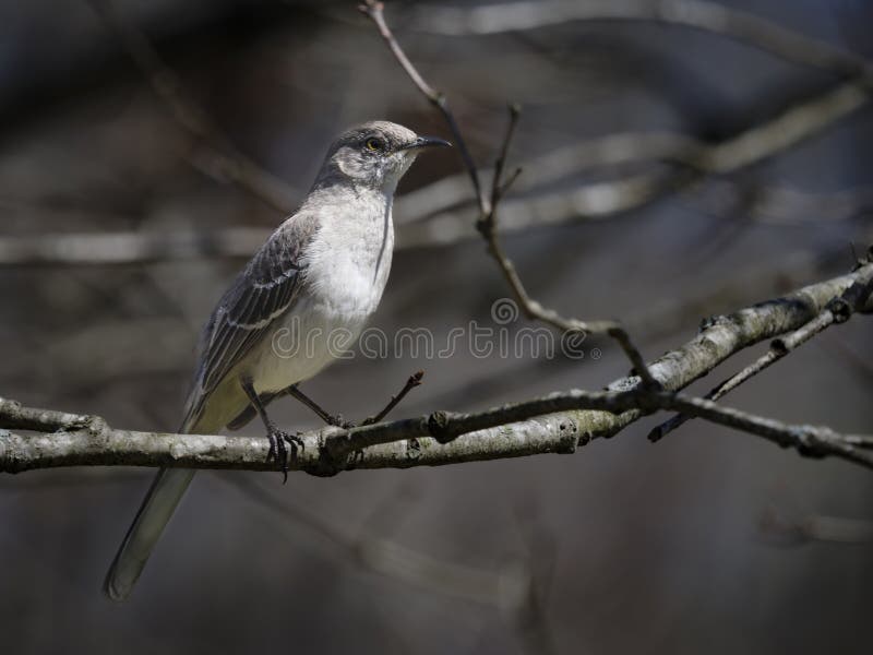 Northern Mockingbird in Tennessee Forest Stock Image - Image of nature ...