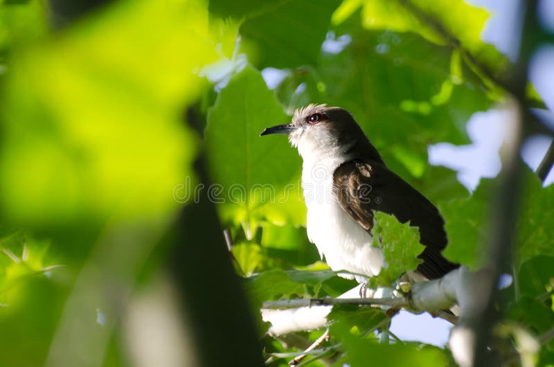 Northern Mockingbird in a Tree Stock Image - Image of black, north ...
