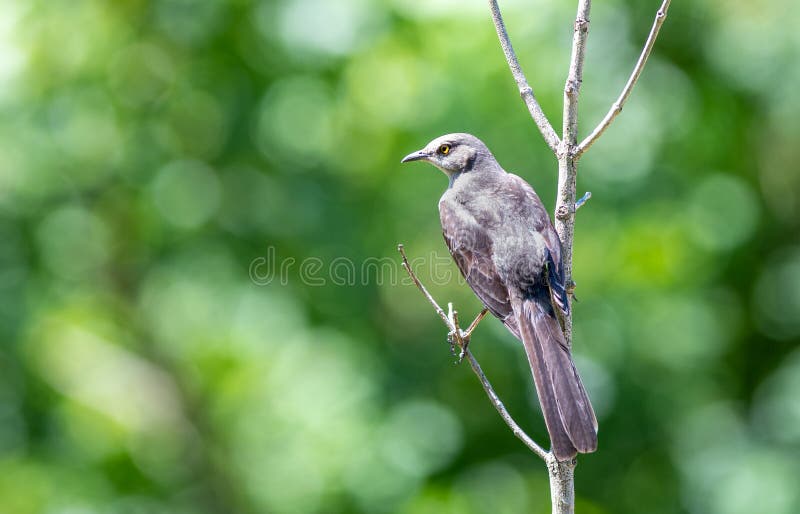 Northern Mockingbird on a Tree in Arkansas Alone Stock Photo - Image of ...