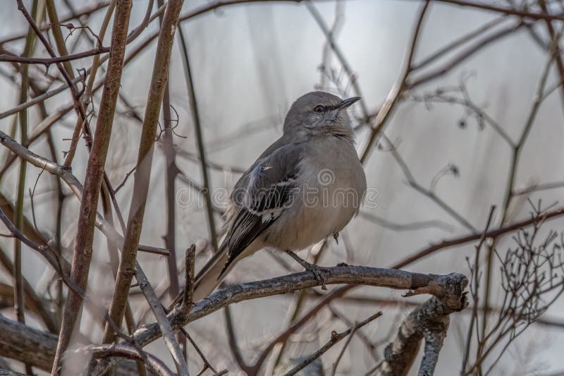 Northern Mockingbird on Tree Branch Stock Photo - Image of mimidae ...