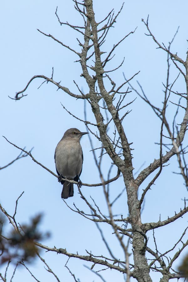 Northern Mockingbird during Winter Stock Photo - Image of jersey ...