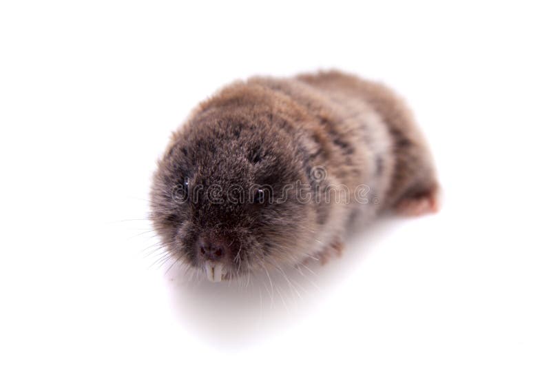 Common Vole, 3 Weeks Old, on White Stock Image - Image of microtus ...