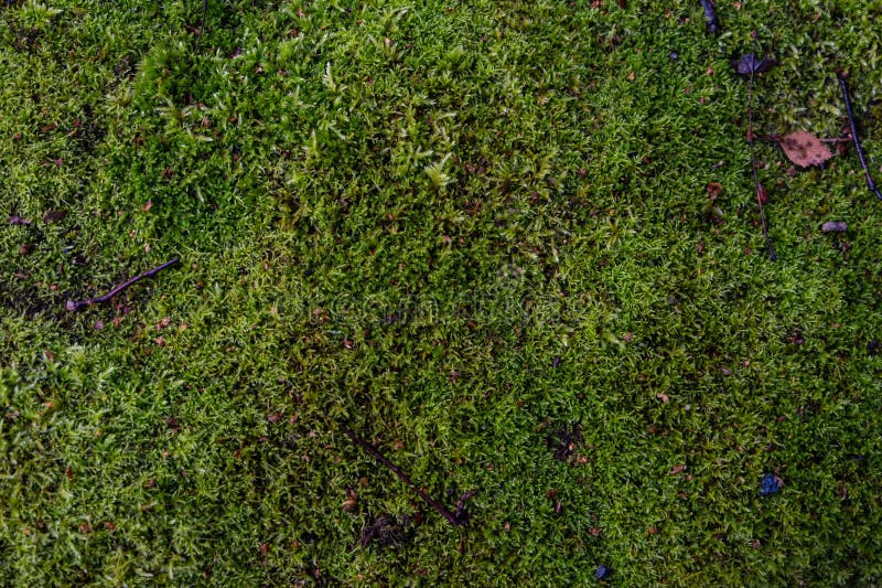 Northern Moss, Green Carpet, Northern Vegetation Stock Image - Image of ...