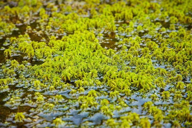 Northern Moss Grows among Water Stock Photo - Image of mire, outdoors ...