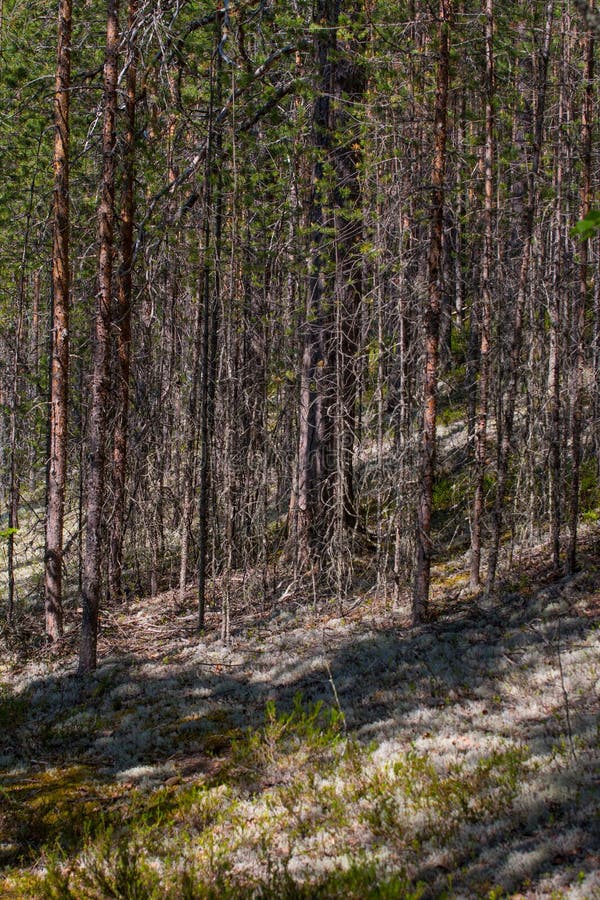 The Northern Moss of the Yagel Grows Stock Photo - Image of moss, black ...