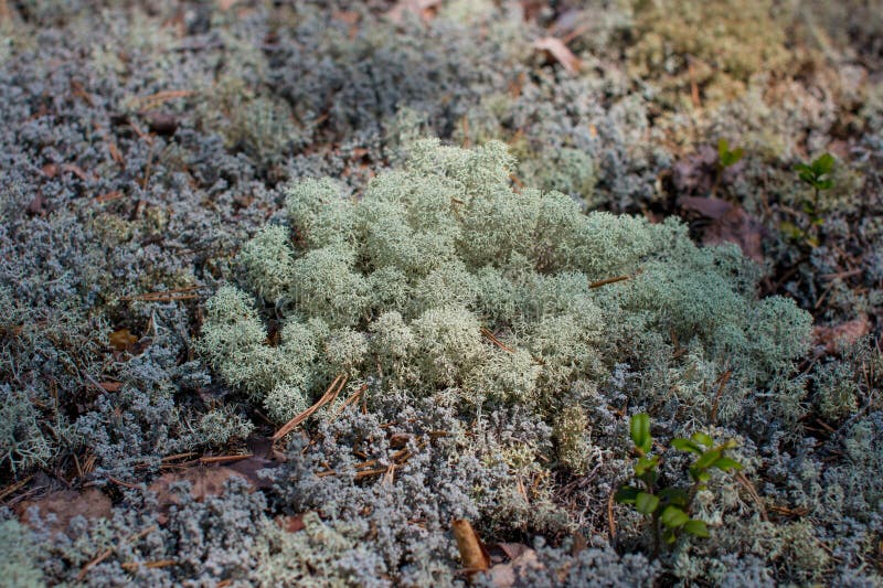 The Northern Moss of the Yagel Grows Stock Photo - Image of north ...