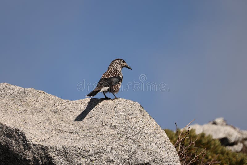 Northern Nutcracker or Spotted Nutcracker (Nucifraga Caryocatactes ...