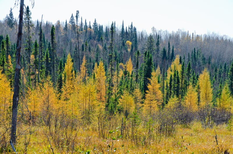 Ontario Forest stock photo. Image of canadian, forest - 73567592