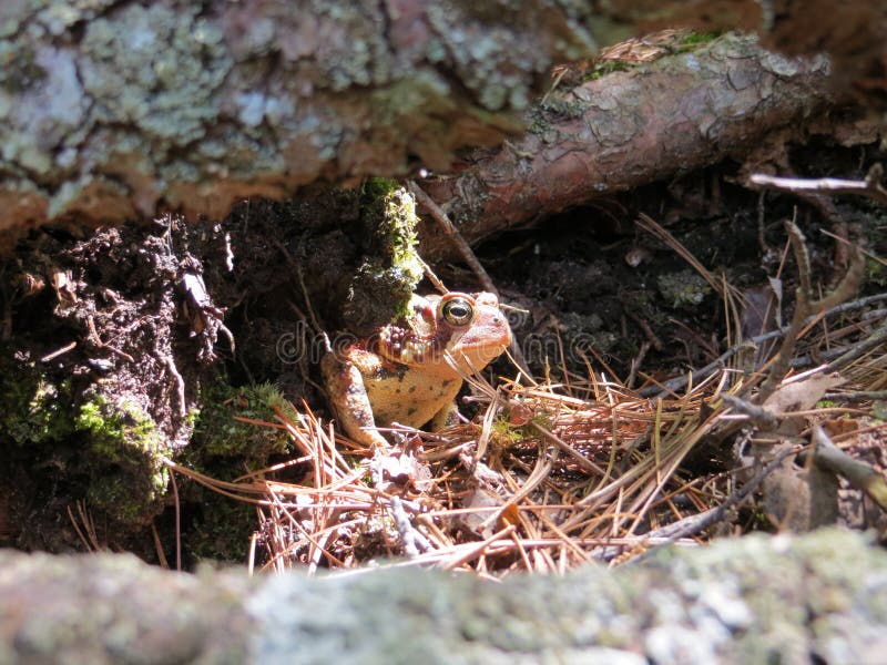 Northern Ontario toad stock image. Image of toad, brown - 61283187
