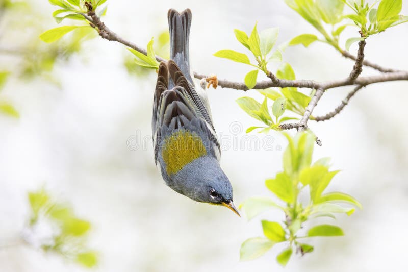 A Northern Parula Perched Upside Down on Branch Hunting for Insects in ...