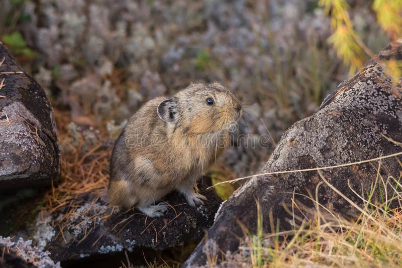 Pika on rock stock photo. Image of varmint, hibernating - 34298462