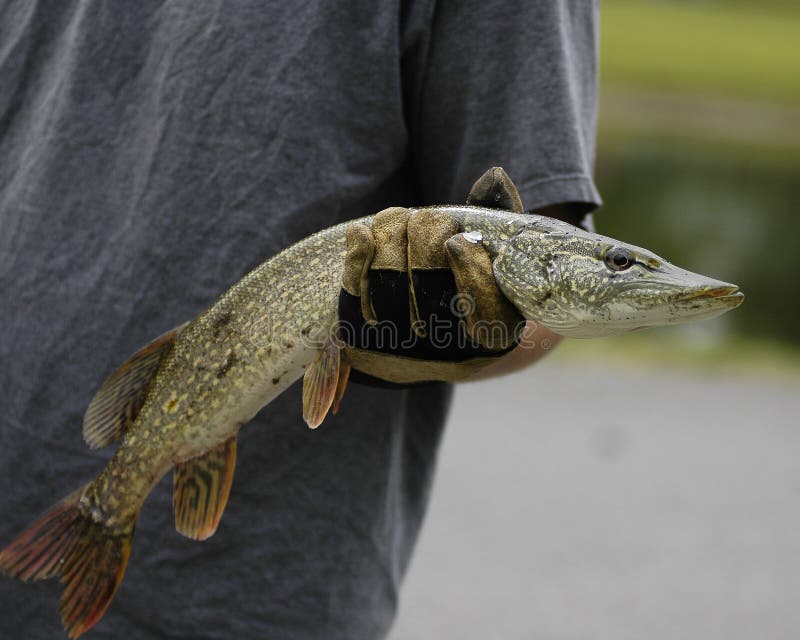 Northern Pike stock photo. Image of rivers, lakes, water - 906912